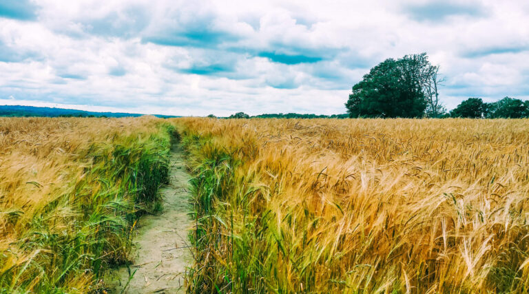 Ouse Valley Viaduct Walking Route - Charlotte's Web